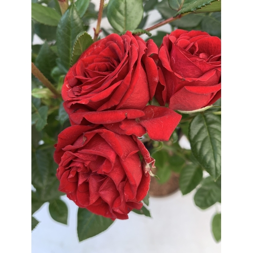 TWO DARK RED STANDARD ROSES IN FLOWER IN 3 LITRE POTS, APPROX 70-80CM ...