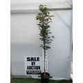 ONE SORBUS 'JOSEPH ROCK' ROWAN IN A 12 LTR POT. SMALL UPRIGHT COMPACT ...