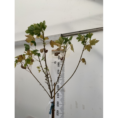 ONE ACER PSEUDOPLATANUS 'BRILLIANTISSIMUM' IN A 12 LTR POT. APPROX 2.3M ...