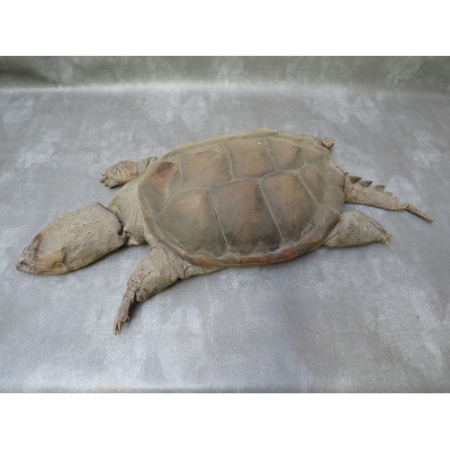 TAXIDERMY - A VICTORIAN 19TH CENTURY TURTLE, approx. overall L 69 cm