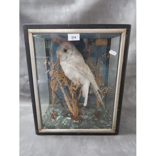 Taxidermy - a late 19th / early 20th century barn owl, in ebonised ...