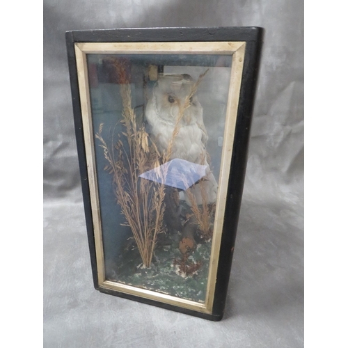 Taxidermy - a late 19th / early 20th century barn owl, in ebonised ...