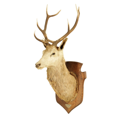 A 19TH CENTURY TAXIDERMY STAGS HEAD on an oak shield-shaped plaque ...