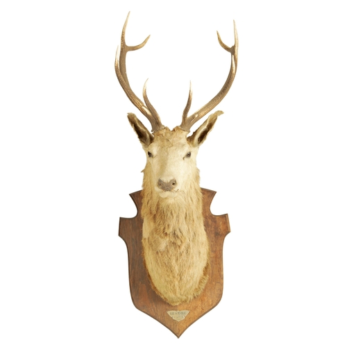 A 19TH CENTURY TAXIDERMY STAGS HEAD on an oak shield-shaped plaque ...