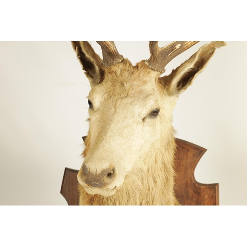 A 19TH CENTURY TAXIDERMY STAGS HEAD on an oak shield-shaped plaque ...