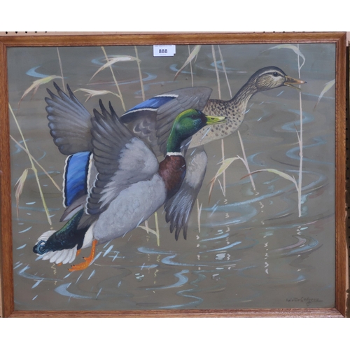 RALSTON GUDGEON RSW Mallard and drake rising, signed, watercolour, 52 x ...