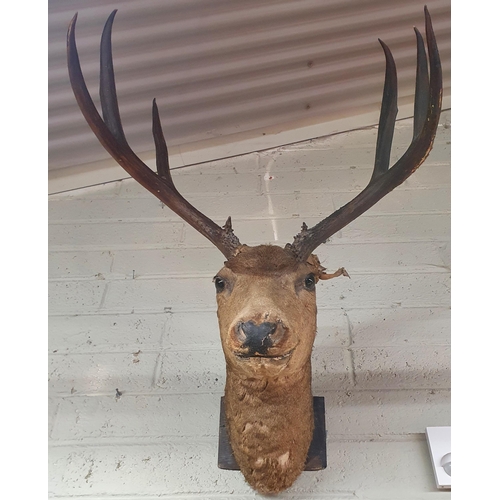 A good eight point Stag's Head, mounted on a Plaque. Antler length 66 ...