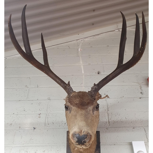 A good eight point Stag's Head, mounted on a Plaque. Antler length 66 ...