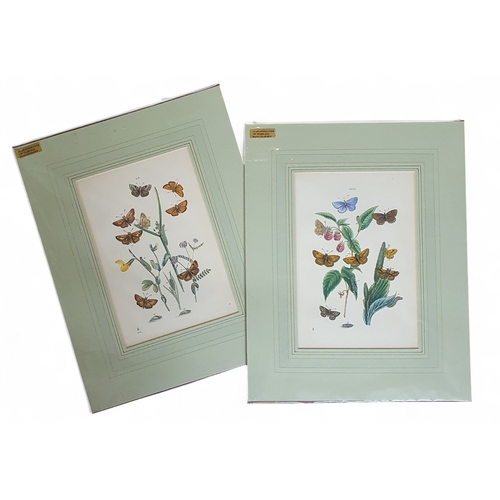 Two 19th Century hand coloured Bookplates of Moths. Unframed but in mounts.