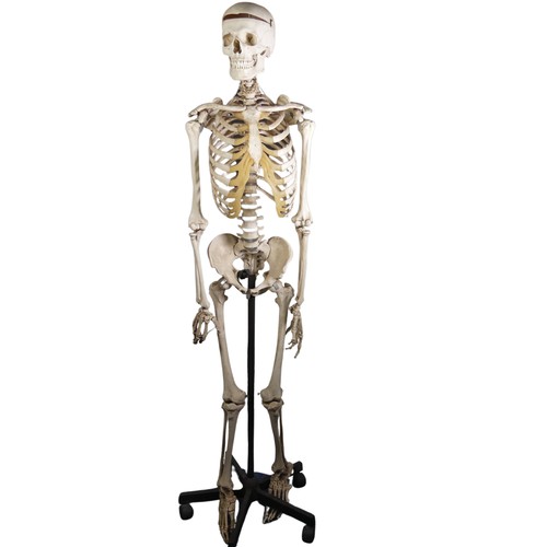 An Adam Rouilly full sized students anatomical study Skeleton, on stand ...