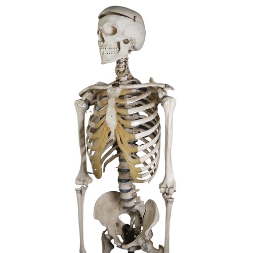 An Adam Rouilly full sized students anatomical study Skeleton, on stand ...