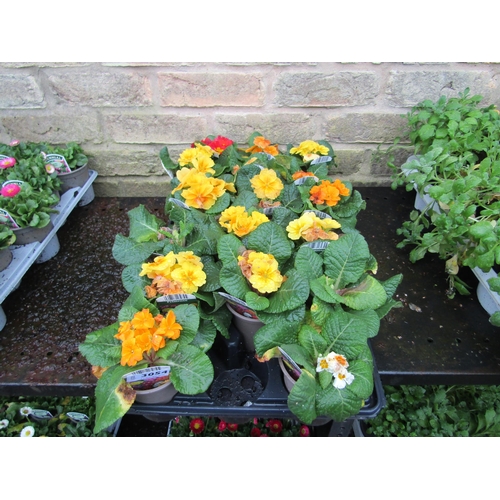17 Primrose