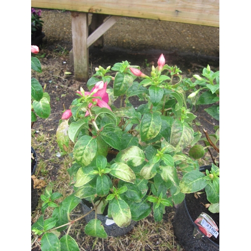 A Fuchsia "Rivendell"
