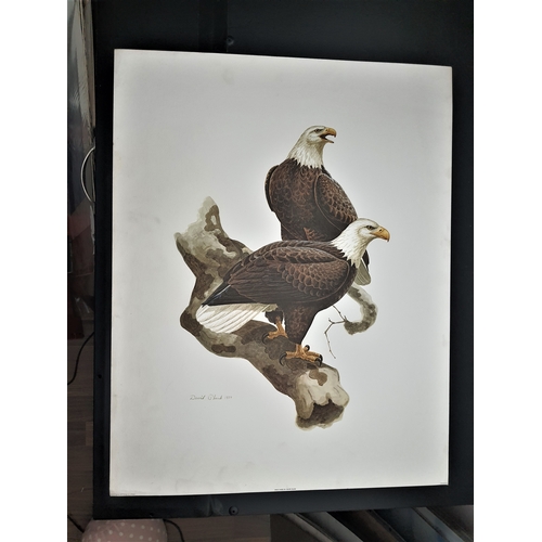 Large colour print ‘Bald Eagle’ by David Plank (1974). Size: 56 cm x 71 cm.