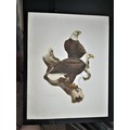 Large colour print ‘Bald Eagle’ by David Plank (1974). Size: 56 cm x 71 cm.