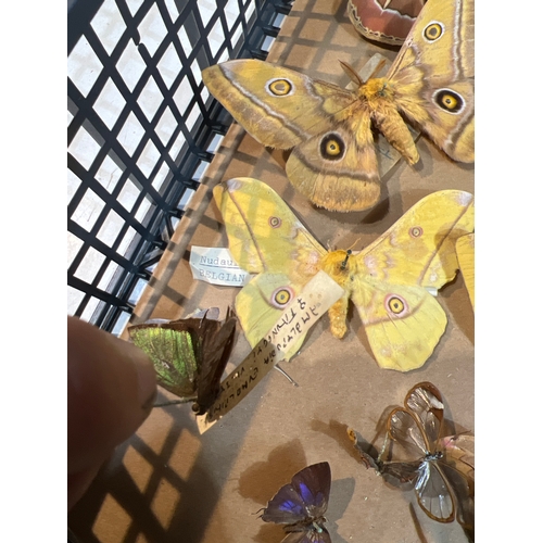 A vintage butterfly/moth specimen collection - some with name tags