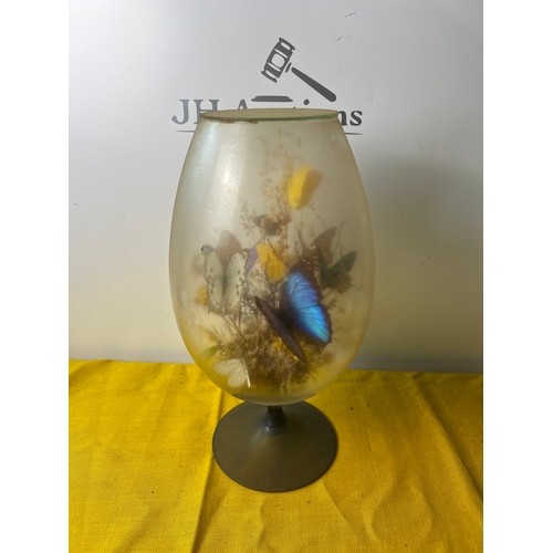 Vintage 1950/60s taxidermy butterfly large glass cased example - 40cm tall