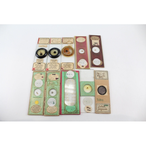 Antique Victorian Entomology Insect Microscope Slides Inc Honey Bee ...