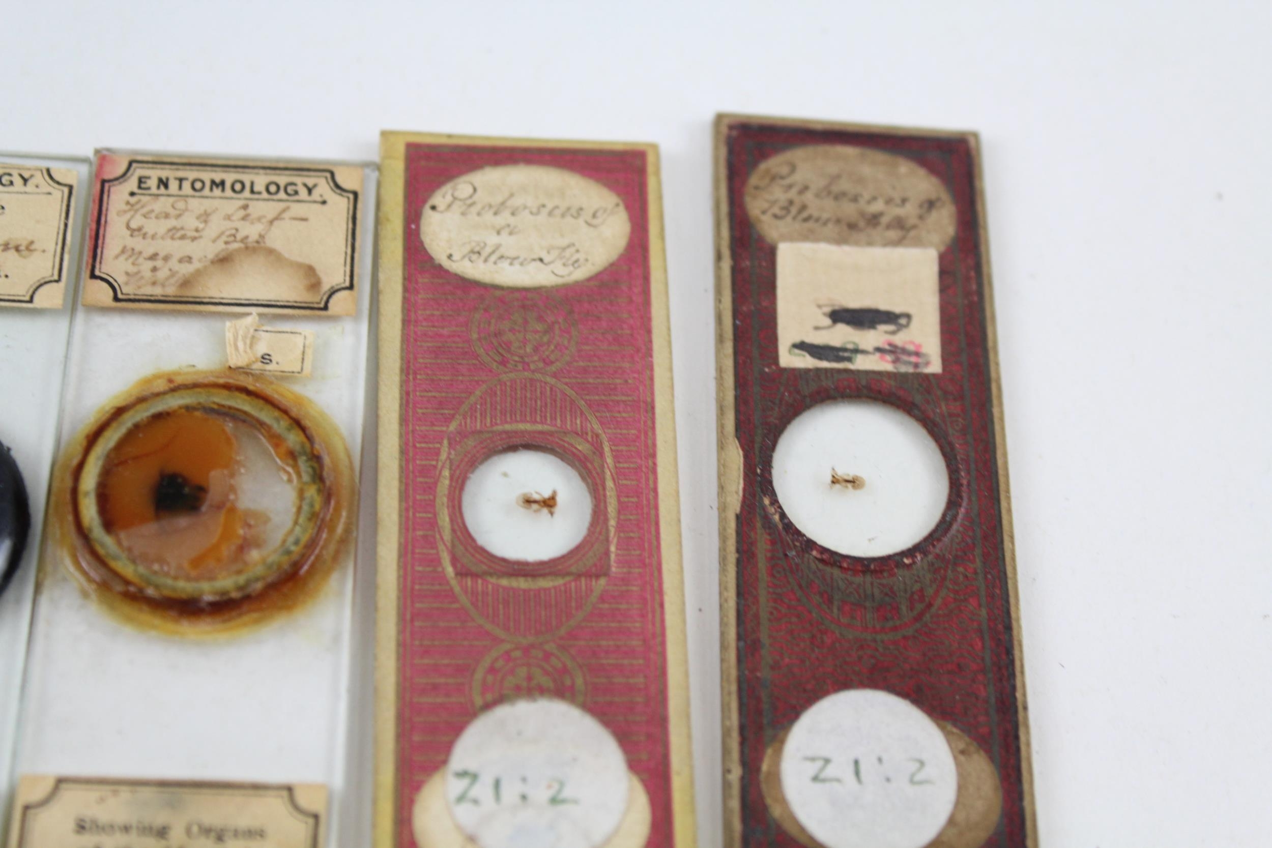 Antique Victorian Entomology Insect Microscope Slides Inc Honey Bee ...