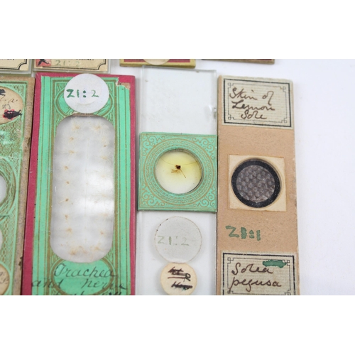 Antique Victorian Entomology Insect Microscope Slides Inc Honey Bee ...