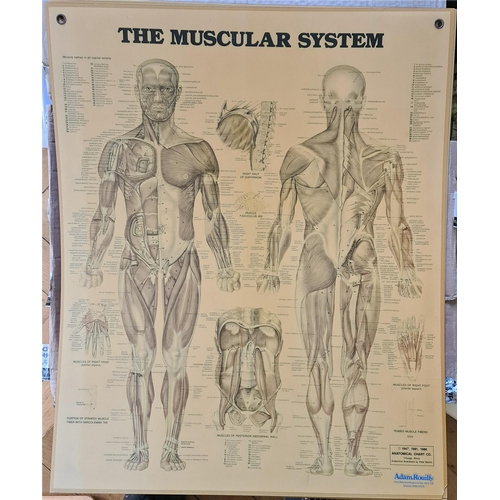 Vintage 6 x Anatomical Wall Charts. Each measures 25 inches by 20 ...