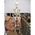 MODEL SKELETON ON STAND