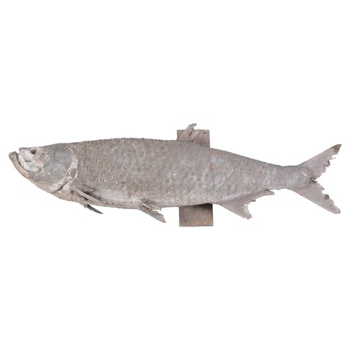 A preserved model of a tarpon, Megalops atlanticus, mounted on a wooden ...
