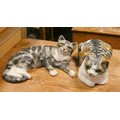 Two large Winstanley tabby cat figurines, both with glass eyes