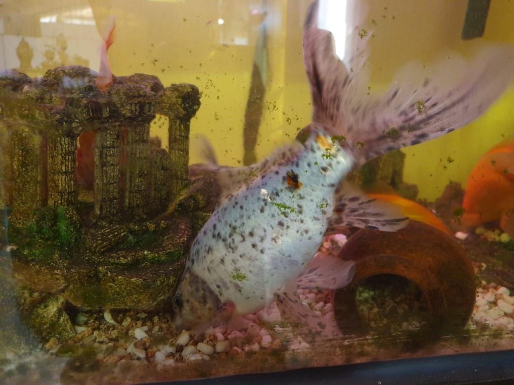 Impressive Fish Tank Set; A Room Divider Aquarium / Minjiang "Bullet ...