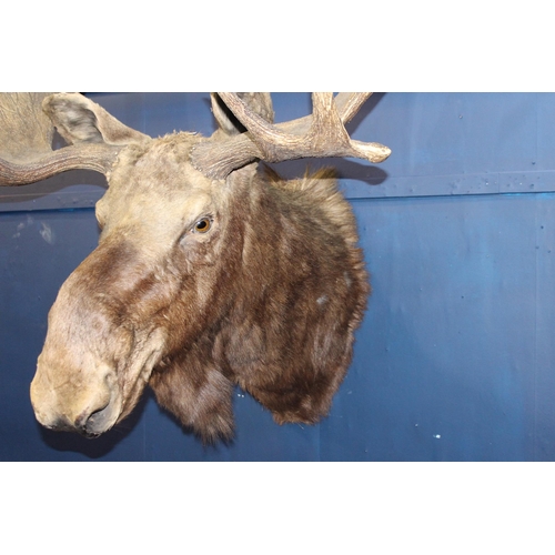 Taxidermy Moose head {H 115cm x W 60cm x D 58cm}.