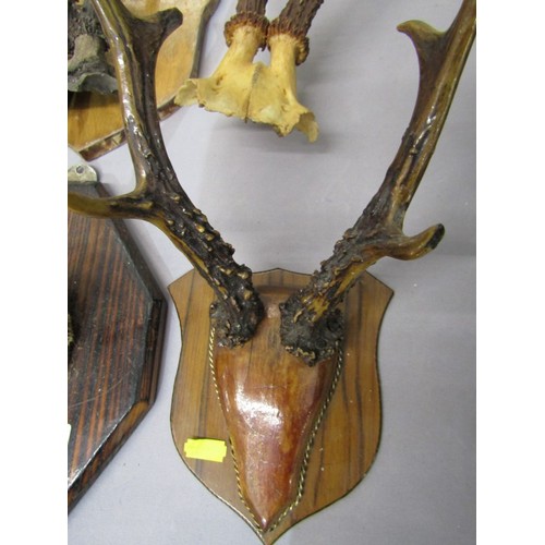DEER ANTLERS, a collection of 6 sets of vintage deer antlers, 2 loose ...
