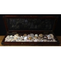 Natural History - The Wunderkammer - a country house collection of ...