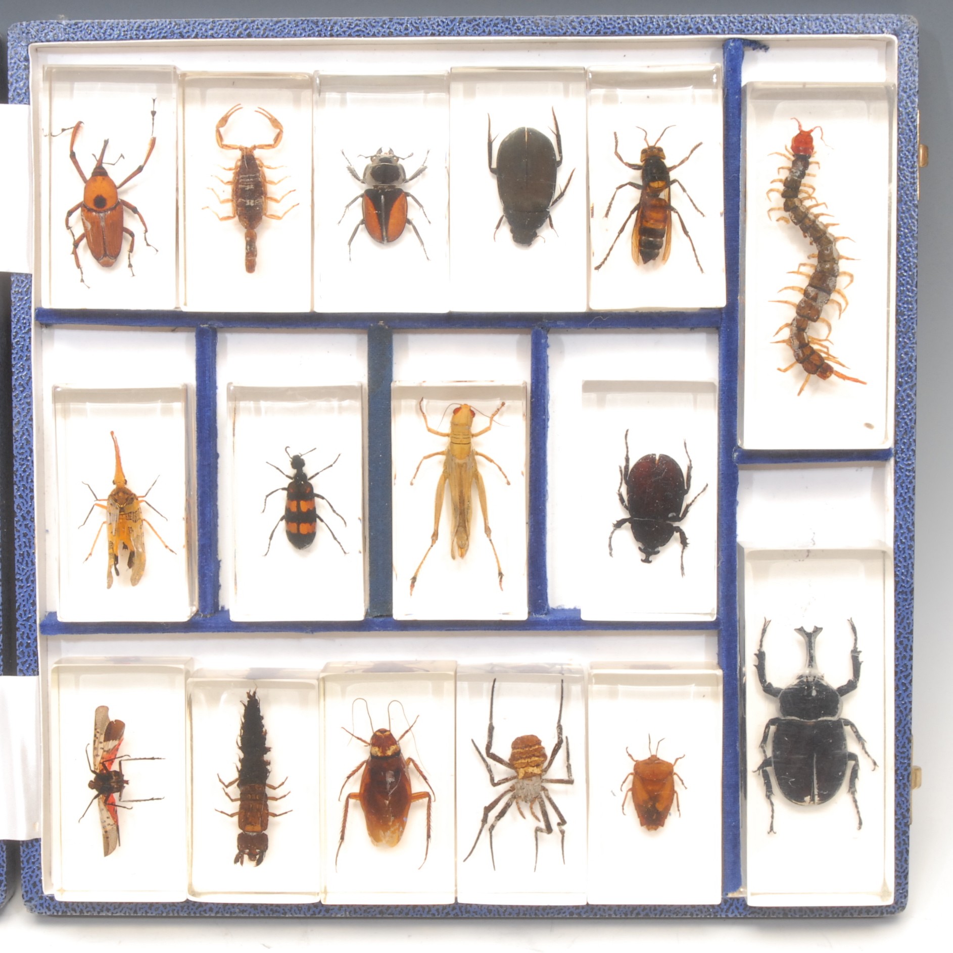 Natural History - Entomology - a collection of preserved beetle and ...
