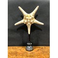 Natural History - a large starfish specimen, mounted for display, 40cm ...