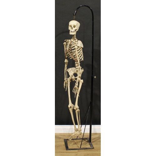 Medical Interest and Anatomy - a human skeleton, 147cm high, mounted as ...