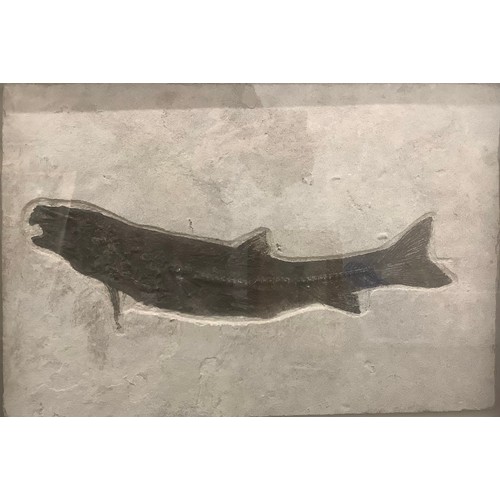 Natural History & Palaeontology - a prehistoric fish fossil cast, 44cm ...