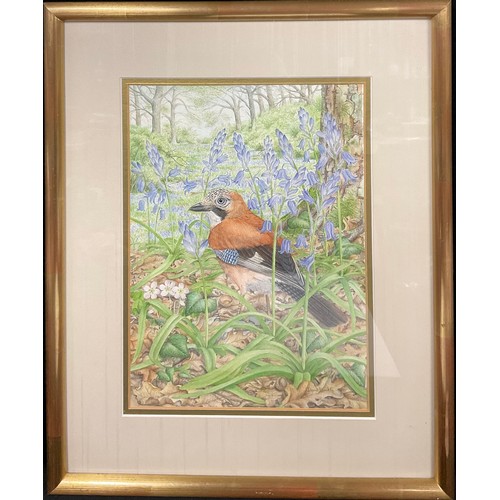 David Buckle (20th century), Jay and Bluebells, sketch and wash, 30.5cm ...