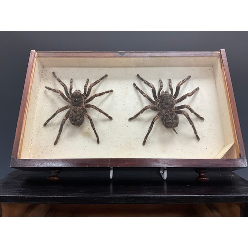 Natural History, and Taxidermy - A six drawer chest of Entomological ...