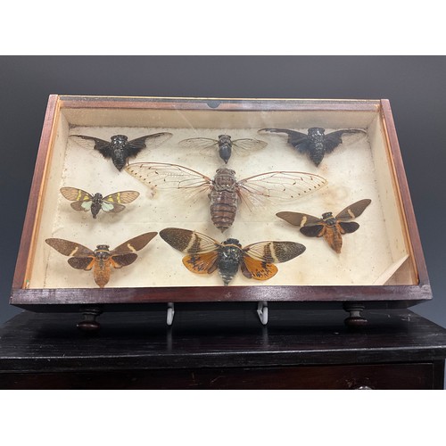 Natural History, and Taxidermy - A six drawer chest of Entomological ...