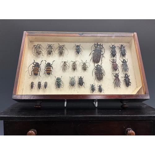 Natural History, and Taxidermy - A six drawer chest of Entomological ...