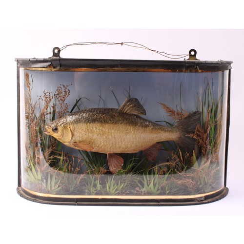 Taxidermy - a common roach, naturalistically mounted within bow fronted ...