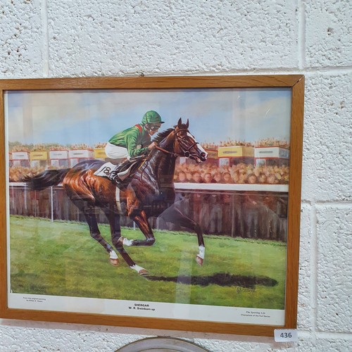 Shergar Sporting Life Print from Original Painting by Gillian Hoare
