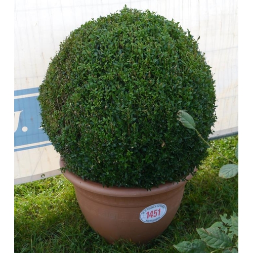 Large box ball plant