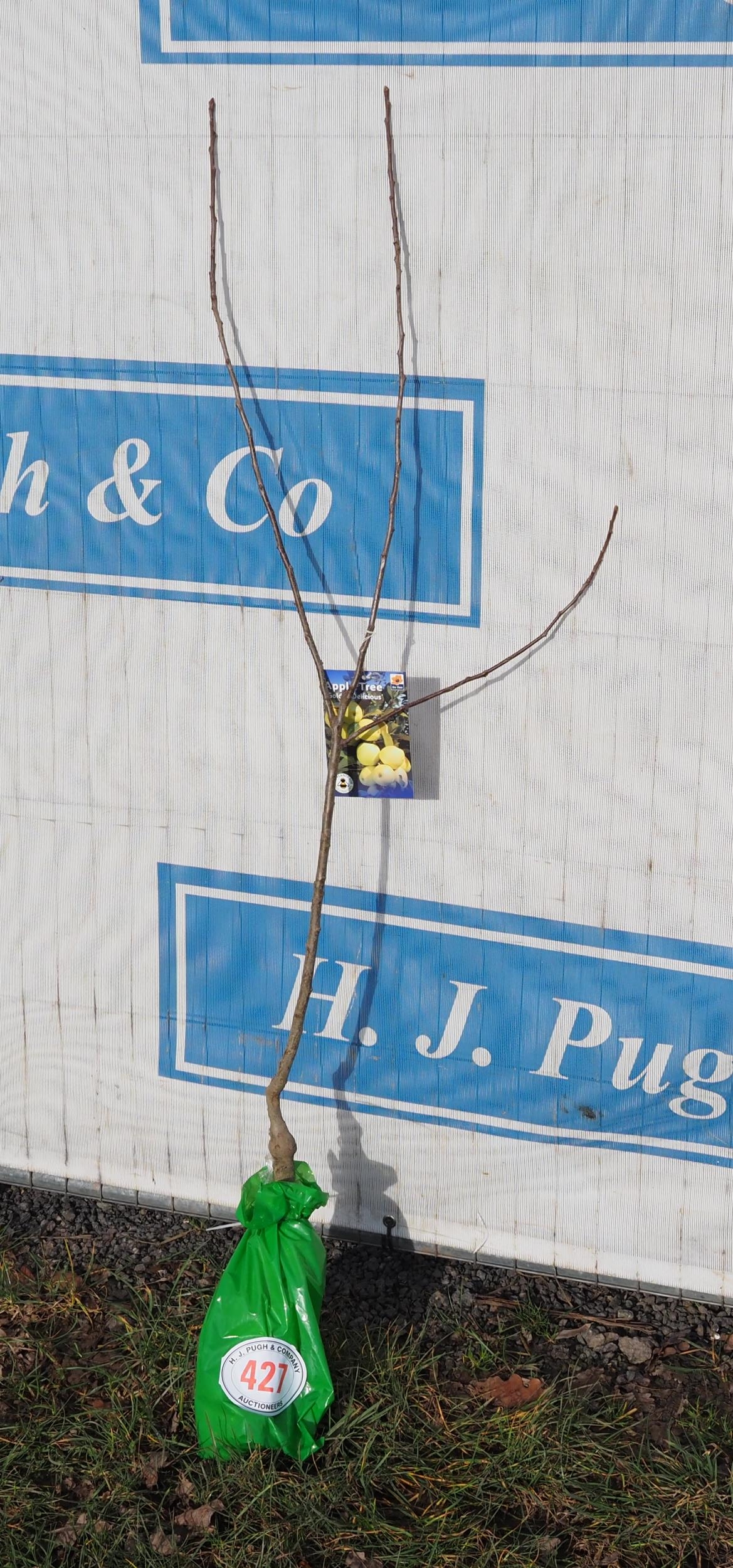4ft Apple tree - Golden Delicious