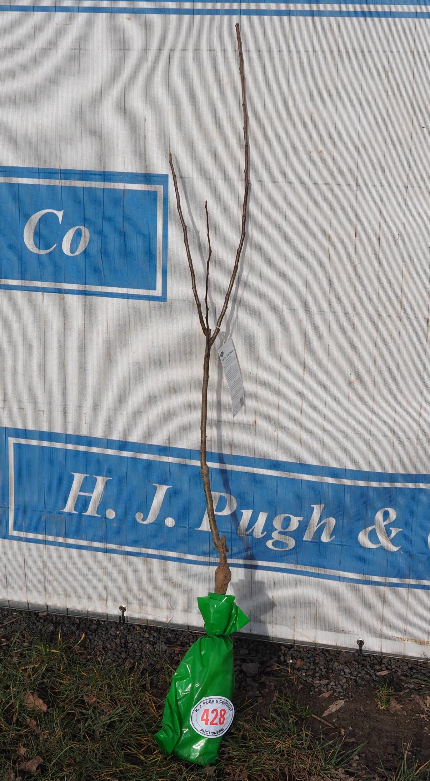 4ft Apple tree - Golden Delicious