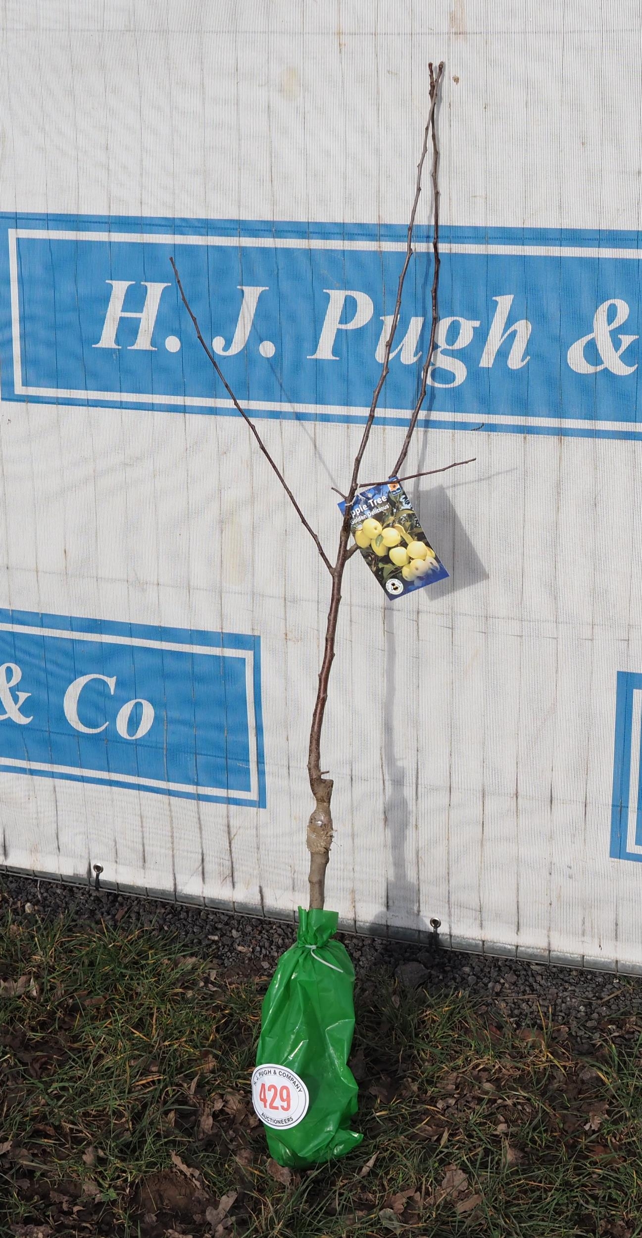 4ft Apple tree - Golden Delicious