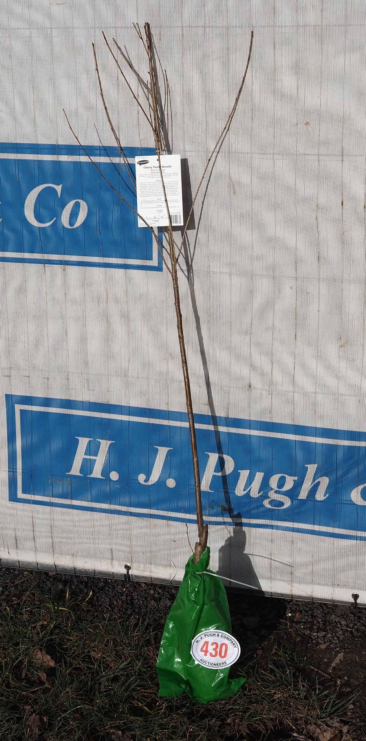 4ft Cherry tree - Morello