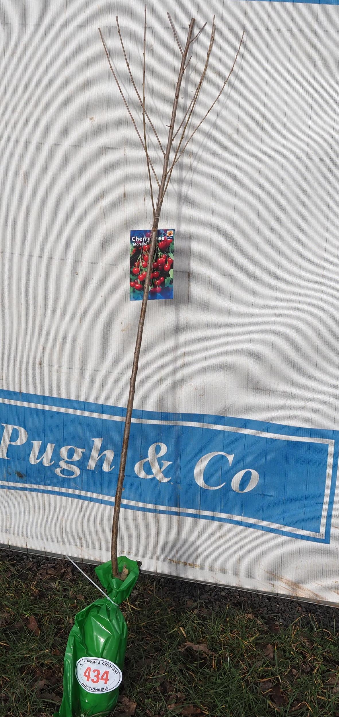 4ft Cherry tree - Morello