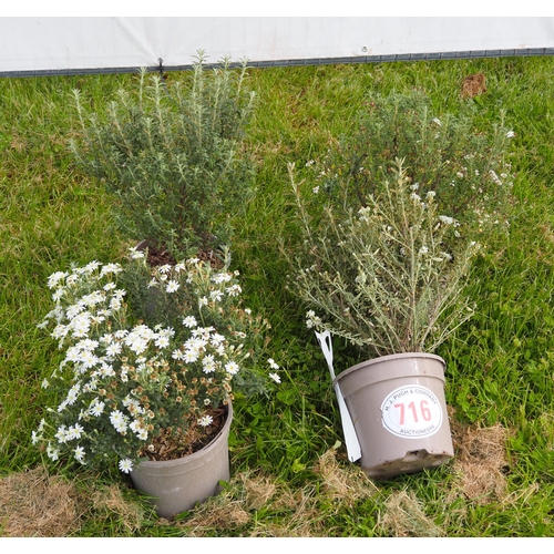 Olearia Spring Bling - 4