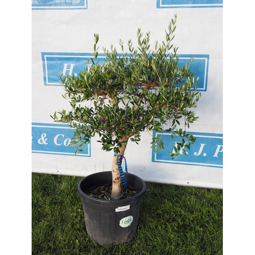 Standard olive tree 4ft - 1